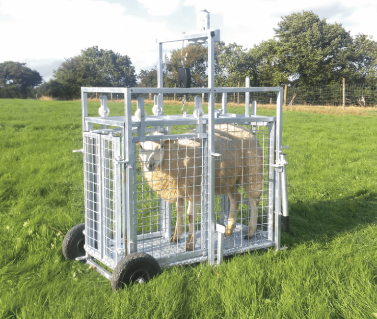 Lamb Weighing Crate | Condon Engineering