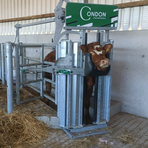 Warrior Head Gate | Head Gates