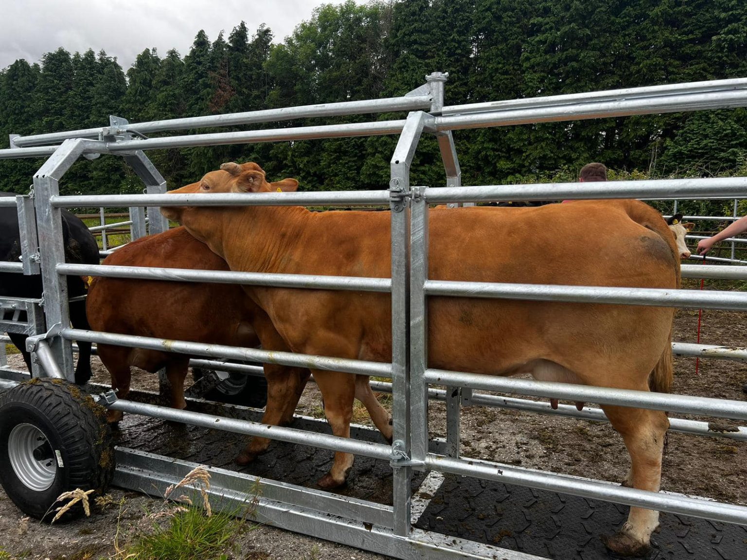 20ft Mobile Cattle Crush | Mobile Crushes